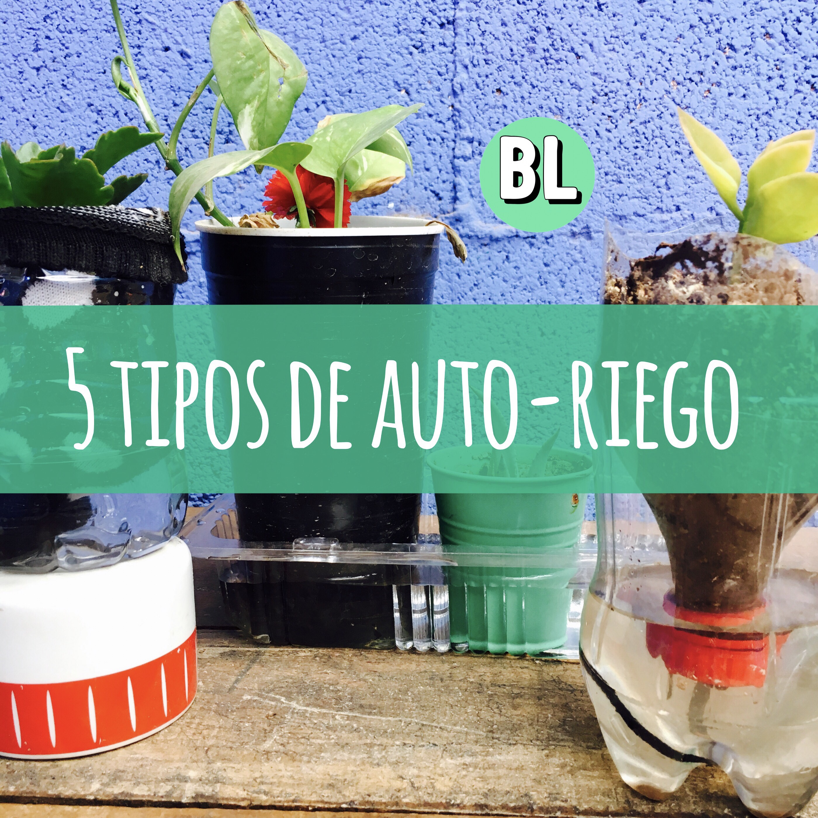 5 tipos de auto-riego – BlogLenteja