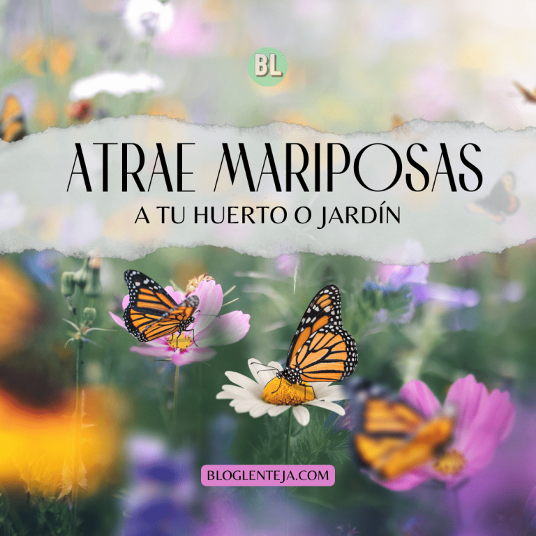Atrae mariposas a tu jardín – BlogLenteja