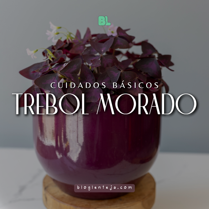 Cuidados básicos: trébol morado – BlogLenteja